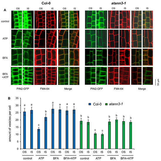 ATANN3 Is Involved in Extracellular ATP-Regulated Auxin Distribution in ...