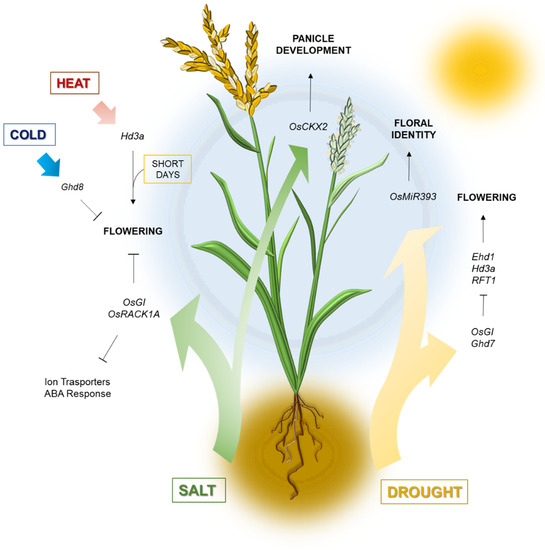 Molecular Links between Flowering and Abiotic Stress Response: A Focus ...