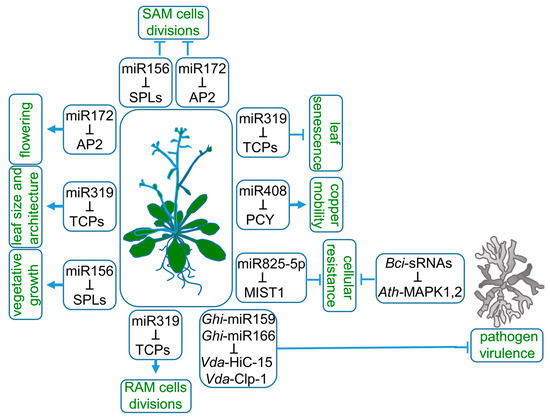 Recent Insights into Plant miRNA Biogenesis: Multiple Layers of miRNA ...