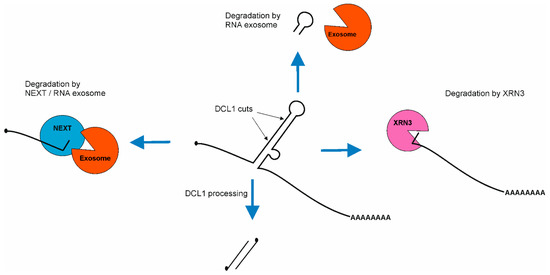Recent Insights into Plant miRNA Biogenesis: Multiple Layers of miRNA ...