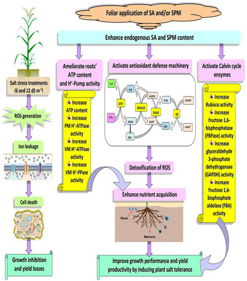 Spermine-Salicylic Acid Interplay Restrains Salt Toxicity in Wheat ...