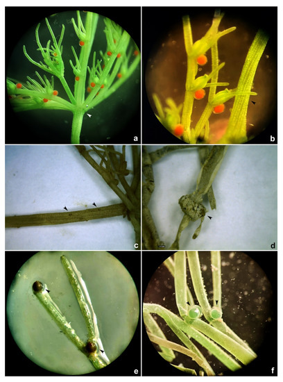 Charophytes (Charophyceae, Charales) of South Kazakhstan: Diversity ...