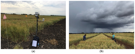 Optimal Contribution Selection Improves the Rate of Genetic Gain in ...