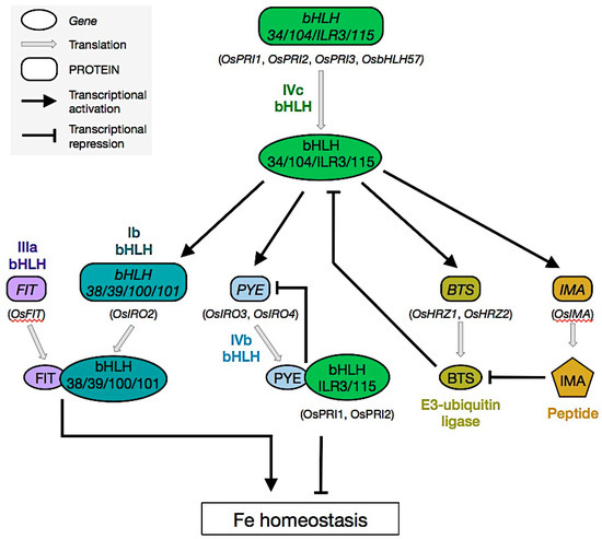 Plants | Free Full-Text | Iron Nutrition in Plants: Towards a New Paradigm?