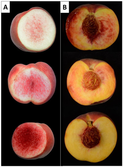 Inheritance of Fruit Red-Flesh Patterns in Peach