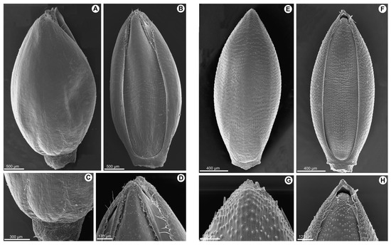 Plants | Free Full-Text | Systematics and Phylogenetic Placement of ...