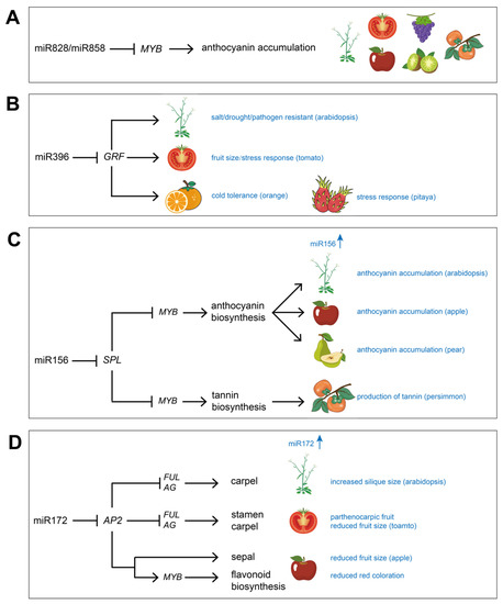 Coordinating Diverse Functions of miRNA and lncRNA in Fleshy Fruit