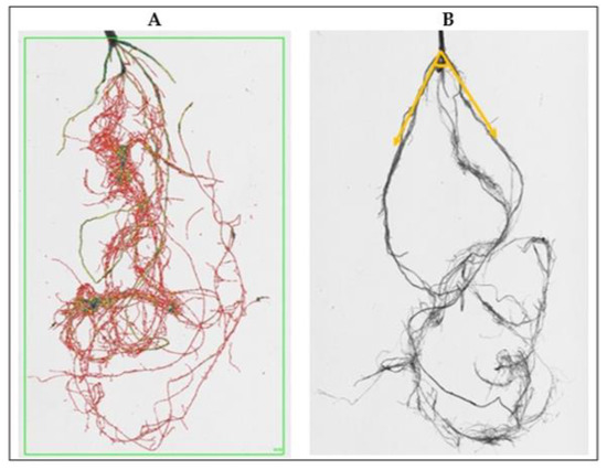Phenotypic and Genotypic Diversity of Roots Response to Salt in Durum ...
