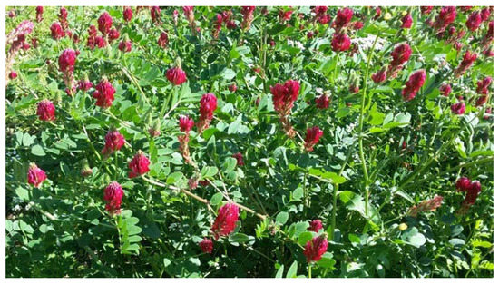 Subterranean Clover and Sulla as Valuable and Complementary Sources of ...