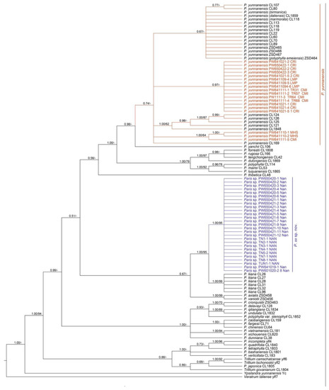 Revision on the Genus Paris in Thailand, with a New Species Paris siamensis
