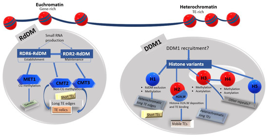 DDM1-Mediated TE Silencing in Plants