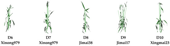 Geometric Wheat Modeling and Quantitative Plant Architecture Analysis ...