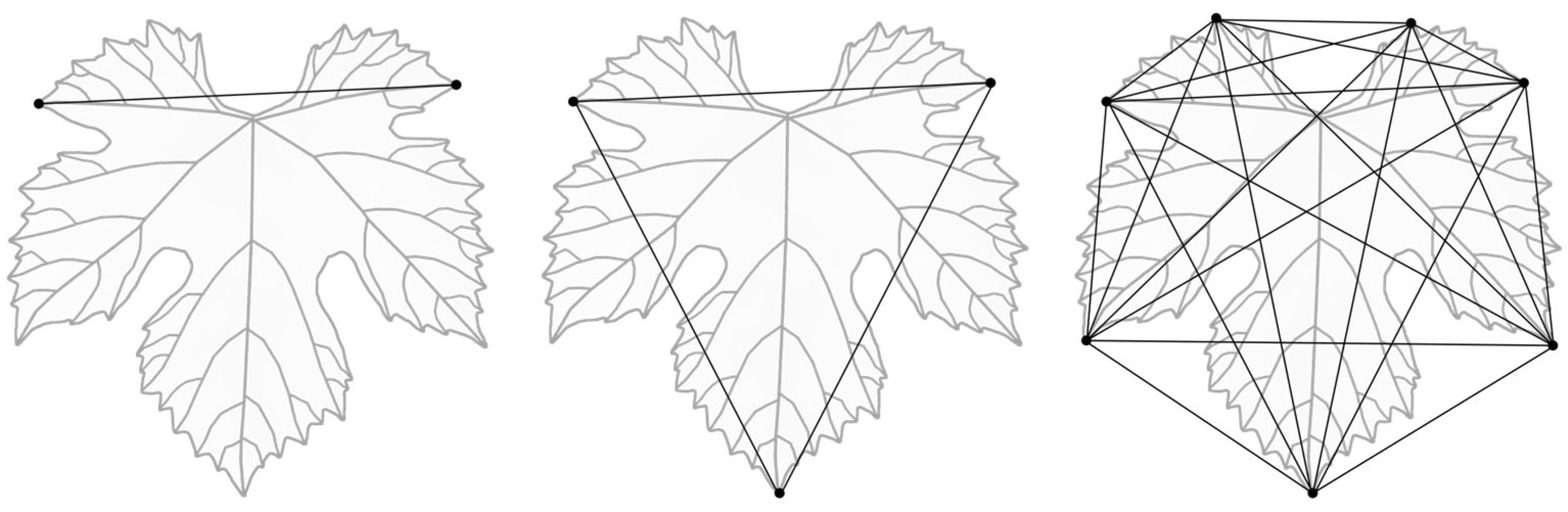 A Review of Ampelometry: Morphometric Characterization of the Grape (Vitis spp.) Leaf