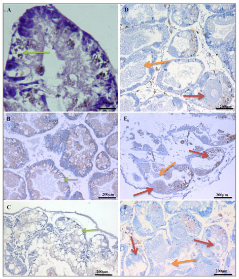 Metabolomic Profiling, Antibacterial, and Molluscicidal Properties of ...
