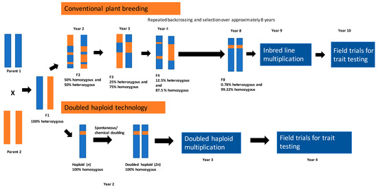 Accelerated Breeding for Helianthus annuus (Sunflower) through Doubled ...