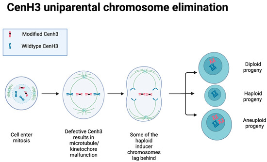 Accelerated Breeding for Helianthus annuus (Sunflower) through Doubled ...