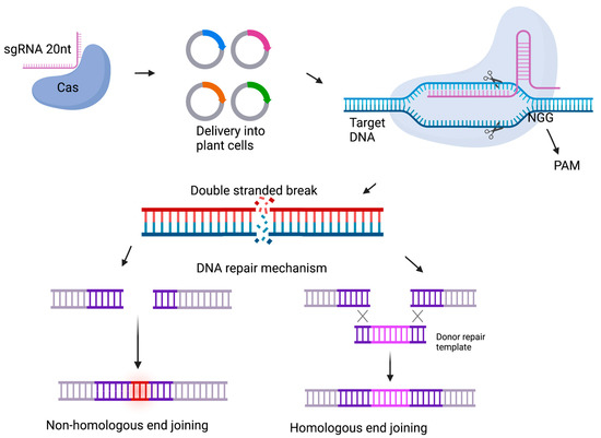 Accelerated Breeding for Helianthus annuus (Sunflower) through Doubled ...