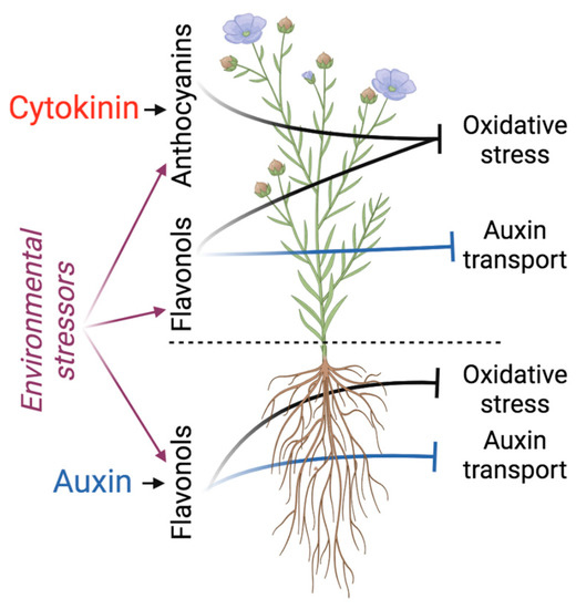 Friends in Arms: Flavonoids and the Auxin/Cytokinin Balance in ...