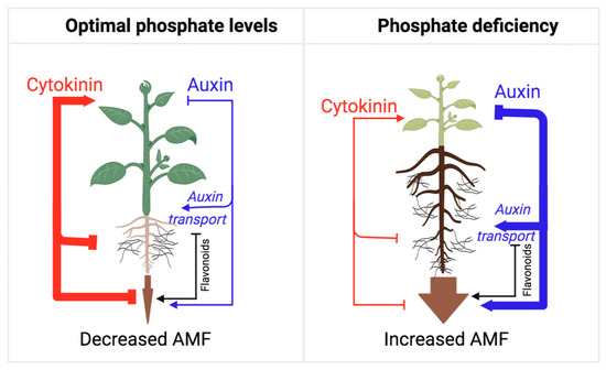 Friends in Arms: Flavonoids and the Auxin/Cytokinin Balance in Terrestrialization