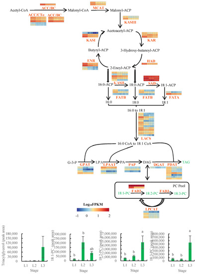 Metabolomics and Transcriptomics Provide Insights into Lipid Biosynthesis in the Embryos of ...