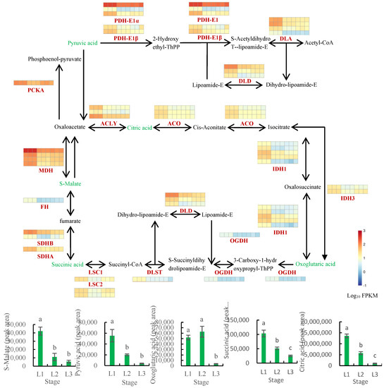Metabolomics and Transcriptomics Provide Insights into Lipid Biosynthesis in the Embryos of ...