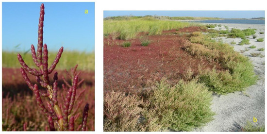 Edible Halophytes and Halo-Tolerant Species in Apulia Region ...