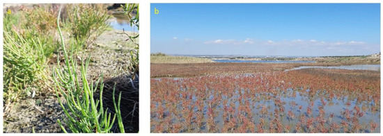 Edible Halophytes and Halo-Tolerant Species in Apulia Region ...