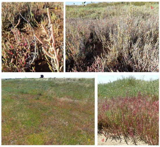 Edible Halophytes and Halo-Tolerant Species in Apulia Region ...