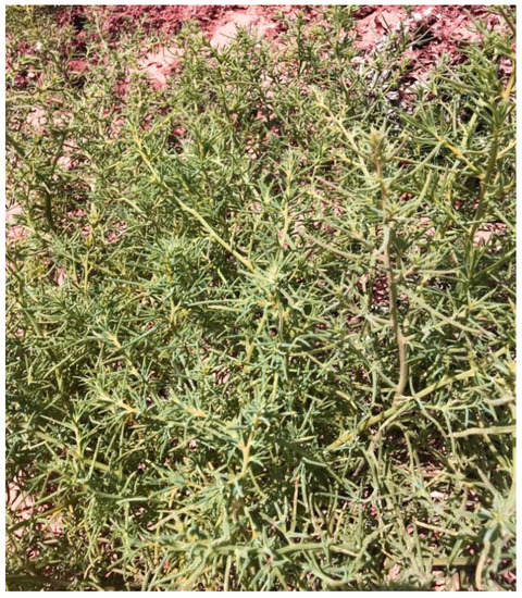 Edible Halophytes and Halo-Tolerant Species in Apulia Region ...