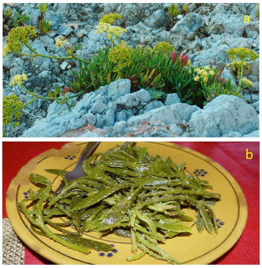 Edible Halophytes and Halo-Tolerant Species in Apulia Region ...