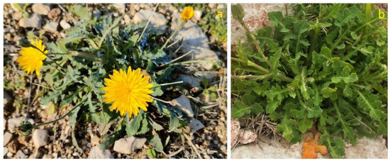 Edible Halophytes and Halo-Tolerant Species in Apulia Region ...
