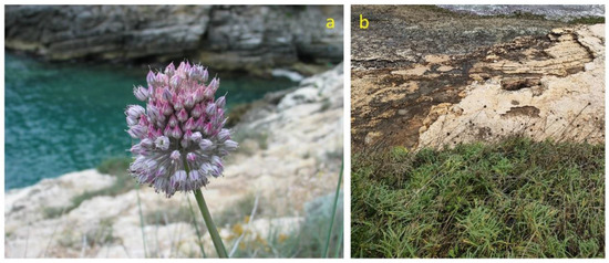 Edible Halophytes and Halo-Tolerant Species in Apulia Region ...