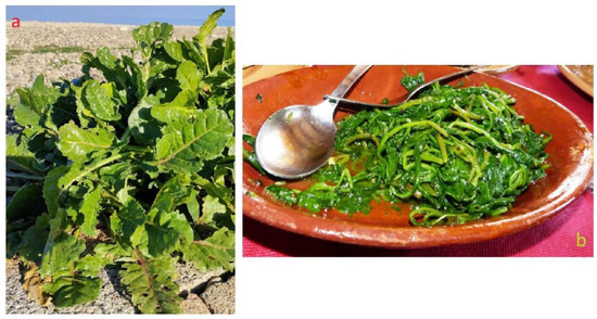 Edible Halophytes and Halo-Tolerant Species in Apulia Region ...