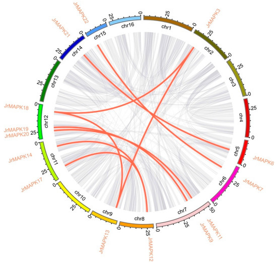 Genome-Wide Characterization of the Mitogen-Activated Protein Kinase ...