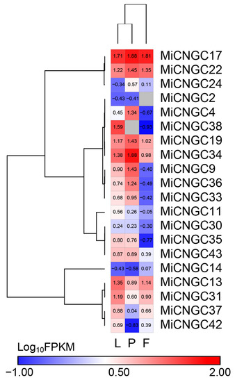 Genome-Wide Analysis and Expression of Cyclic Nucleotide–Gated Ion ...