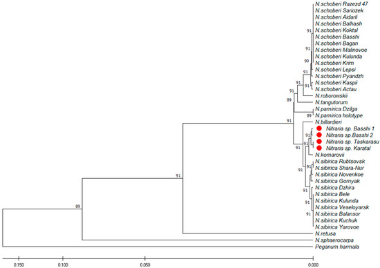 Integrative Taxonomy of Nitraria (Nitrariaceae), Description of the New ...
