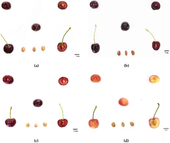 Agronomic, Physicochemical, Aromatic and Sensory Characterization of ...