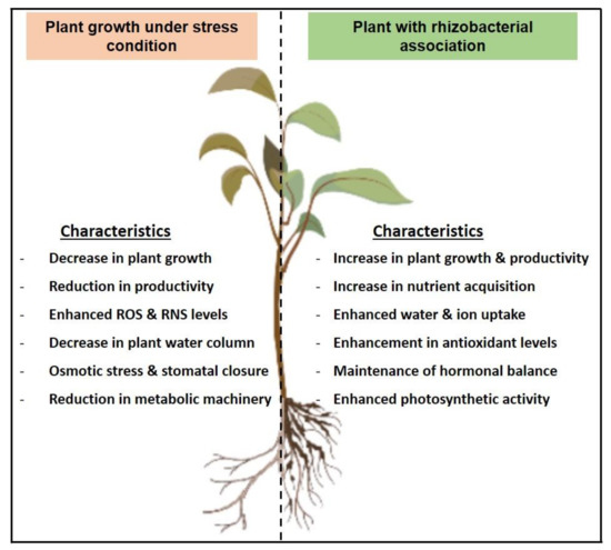 Plant Growth Promoting Rhizobacteria in Plant Health: A Perspective ...