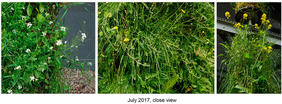 Vertical Columns with Sustainable Green Cover: Meadow Plants in Urban ...