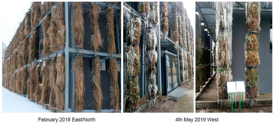 Vertical Columns with Sustainable Green Cover: Meadow Plants in Urban ...