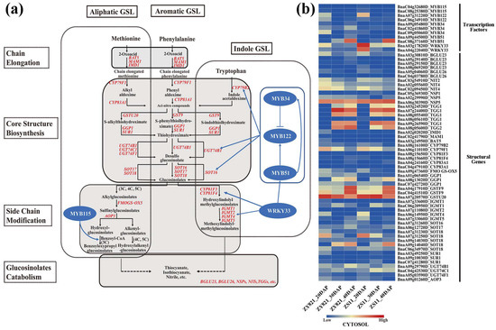 Genome-Wide Association Study of Glucosinolate Metabolites (mGWAS) in ...