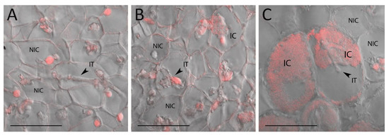 Exogenously Applied Cytokinin Altered the Bacterial Release and ...