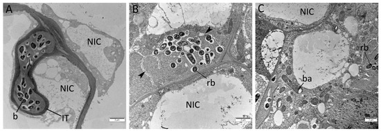 Exogenously Applied Cytokinin Altered the Bacterial Release and ...