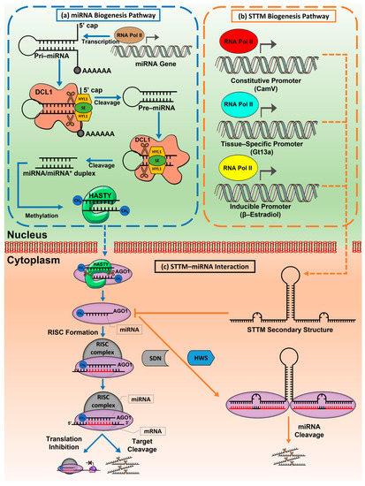 Overview of Repressive miRNA Regulation by Short Tandem Target Mimic (STTM): Applications and ...