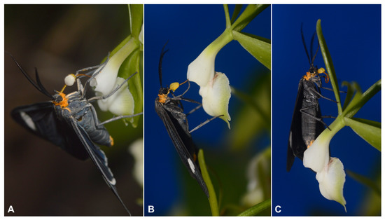 Pollination in Epidendrum densiflorum Hook. (Orchidaceae: Laeliinae ...