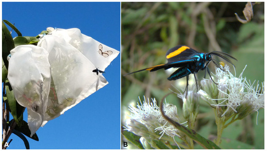 Pollination in Epidendrum densiflorum Hook. (Orchidaceae: Laeliinae ...