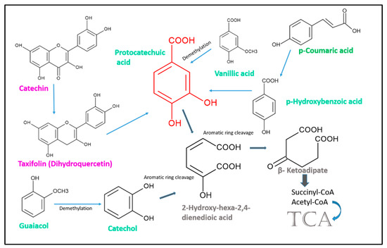 Abutilon theophrasti’s Resilience against Allelochemical-Based Weed ...