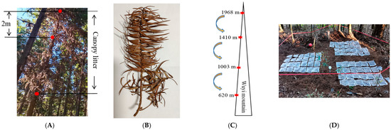 Dynamics of Non-Structural Carbohydrates Release in Chinese Fir Topsoil ...