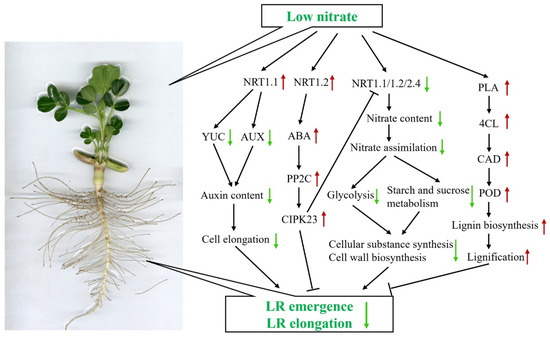 Comparative Transcriptomic Analysis Reveals the Negative Response ...