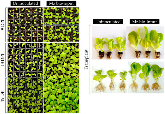 Multispecies Bacterial Bio-Input: Tracking and Plant-Growth-Promoting ...